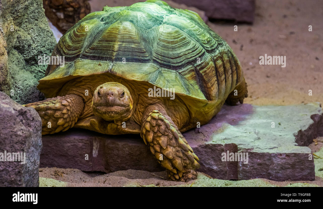 African spurred tortoise in closeup, tropical land turtle from the ...
