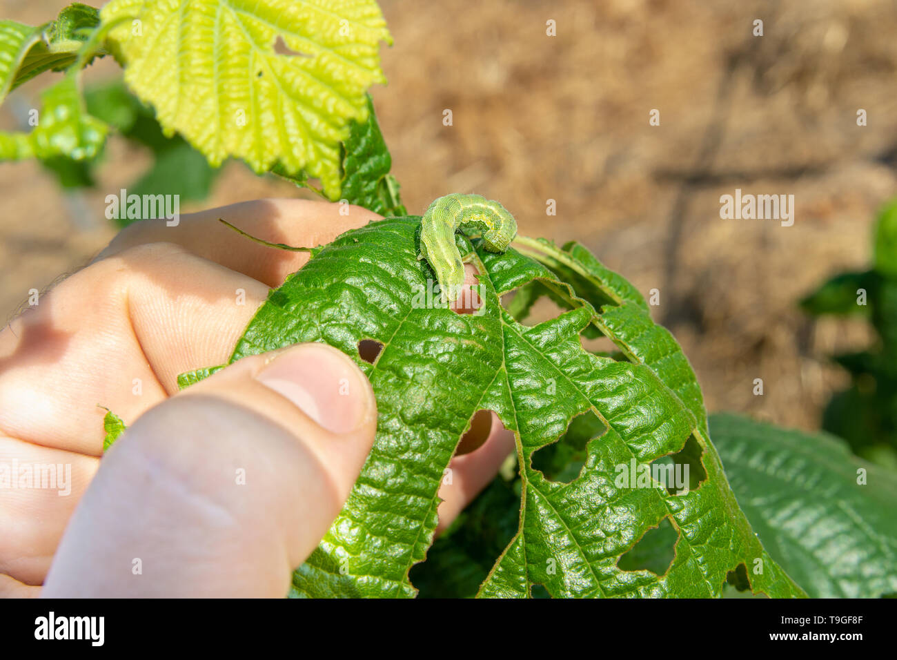 damaged leaves of hazelnut by weevil larvae close-up in human hand ...