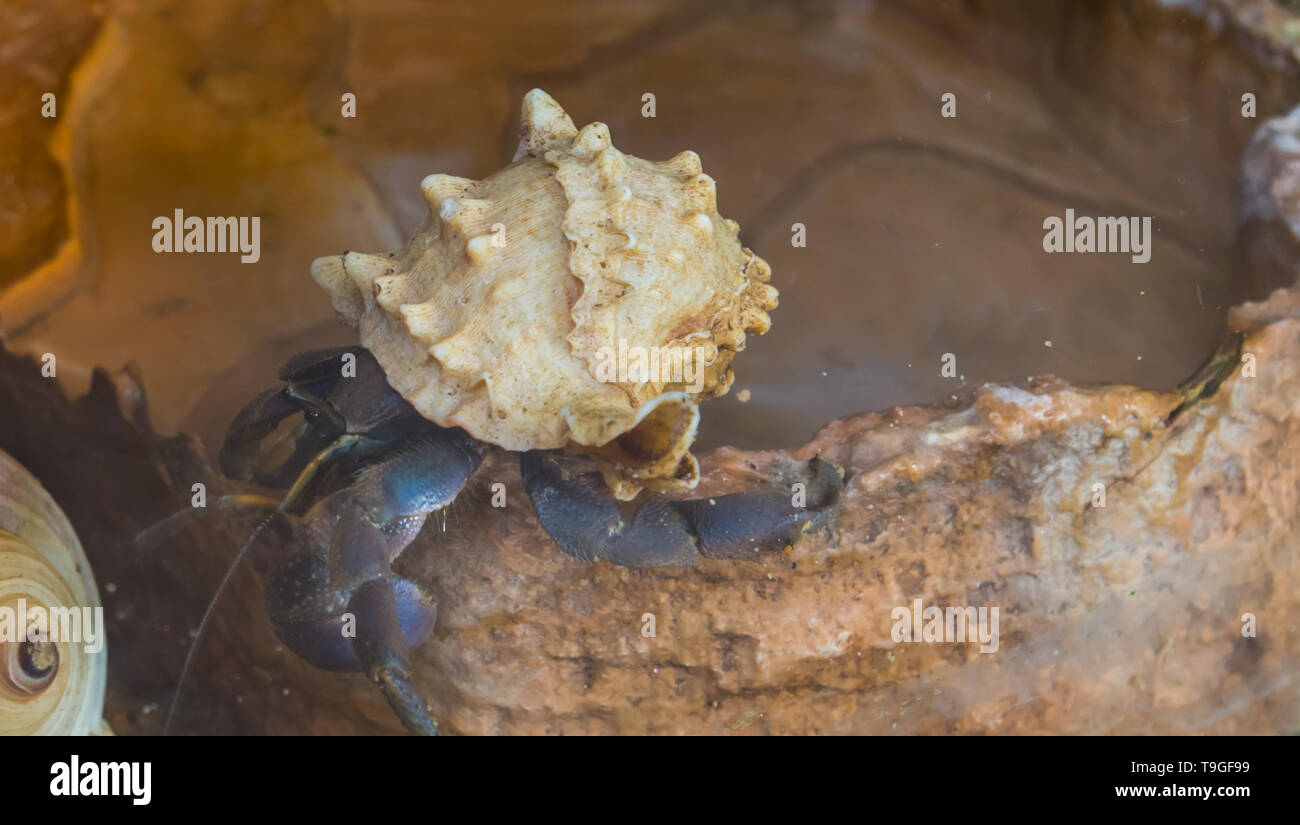 Coenobita shells hi-res stock photography and images - Alamy