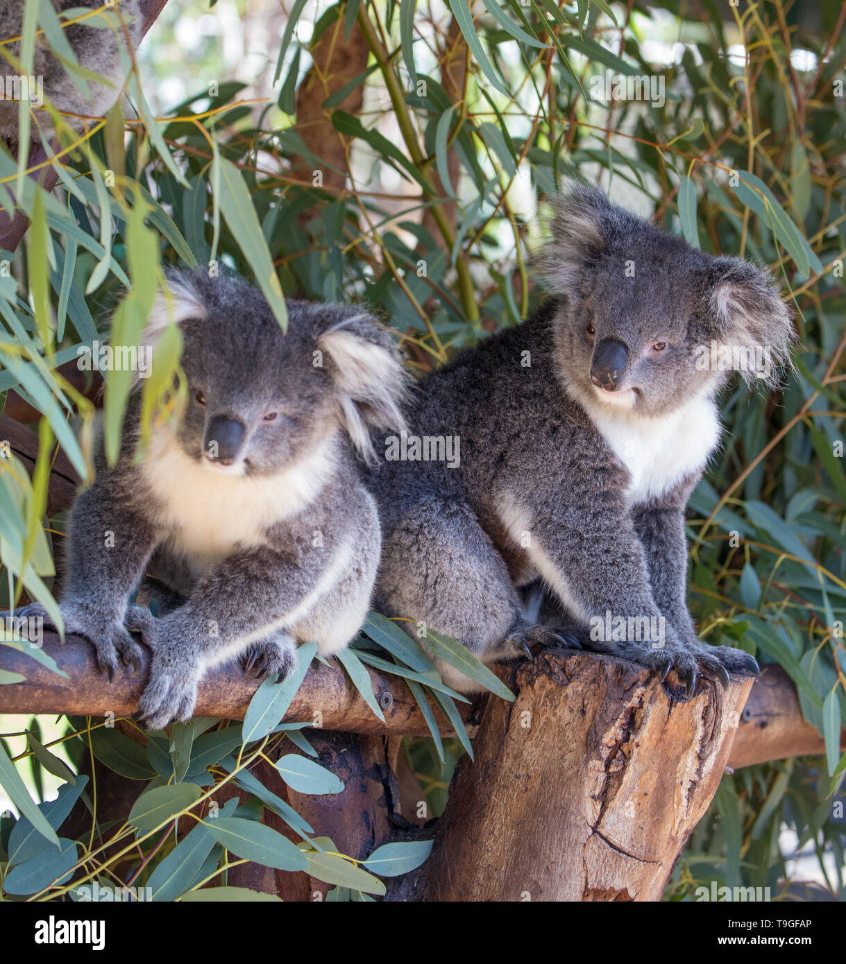 Cute grey furry koala sitting in gum tree Stock Photo - Alamy