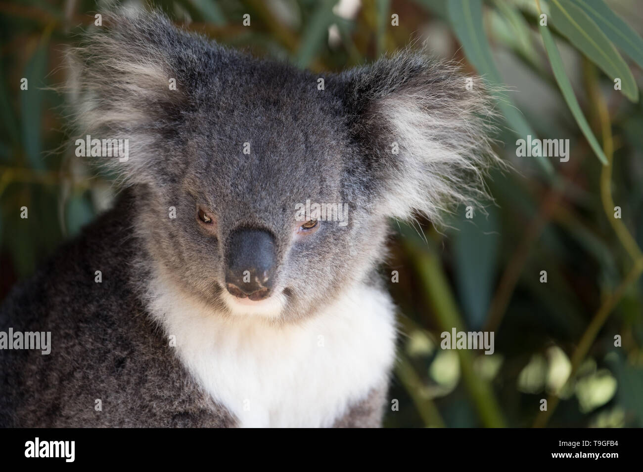 Cute grey furry koala sitting in gum tree Stock Photo - Alamy
