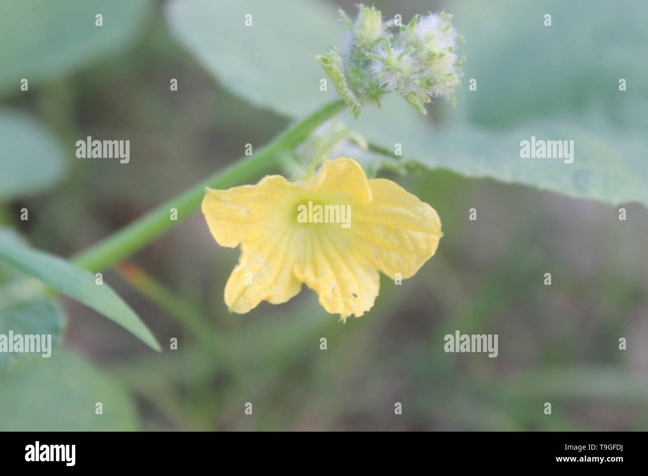 creeper awesome photo Stock Photo - Alamy