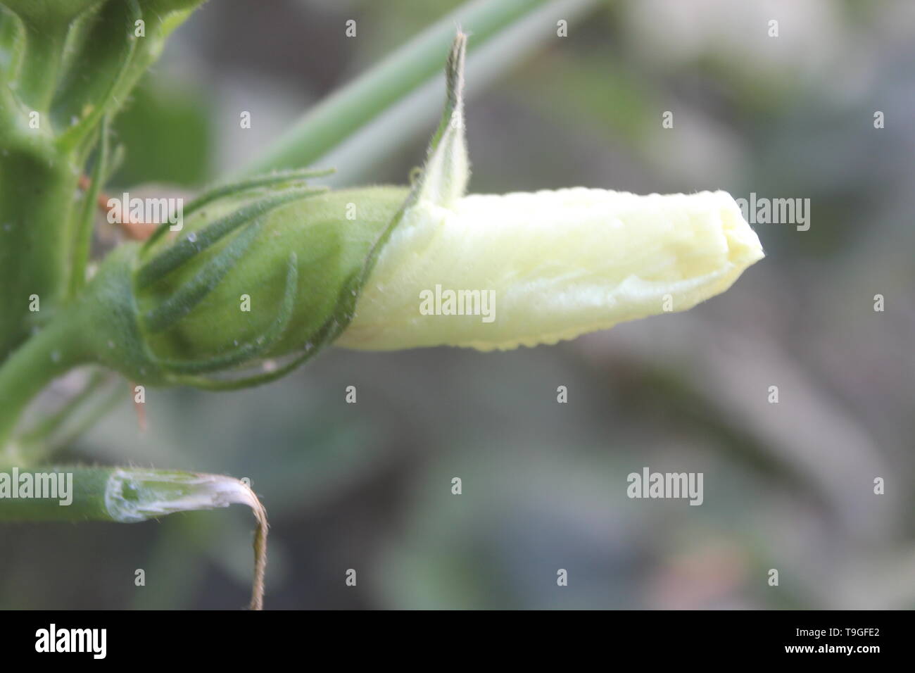 creeper awesome photo Stock Photo - Alamy