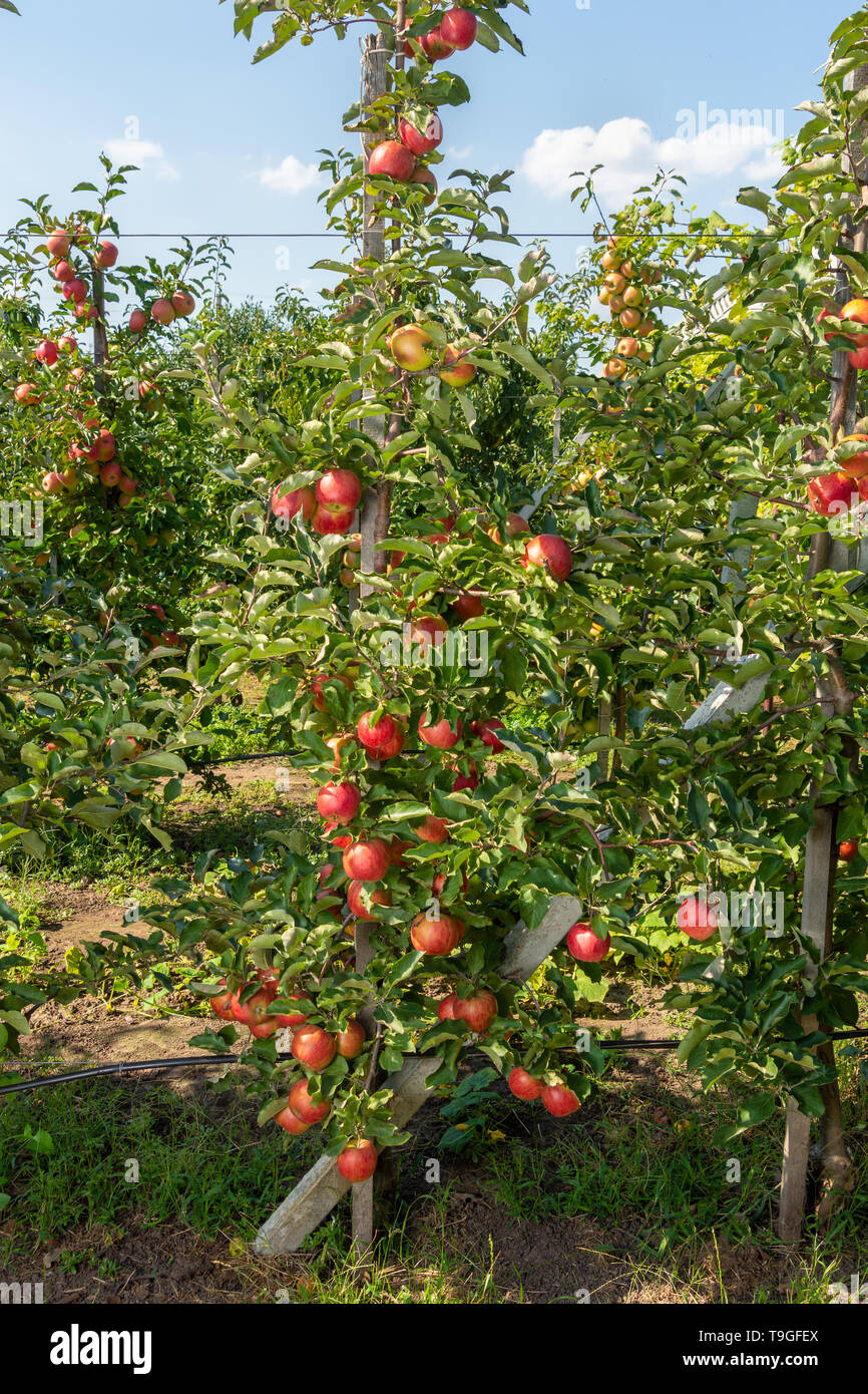 industrial apple orchard. The apple tree is tied up on trellis with ...