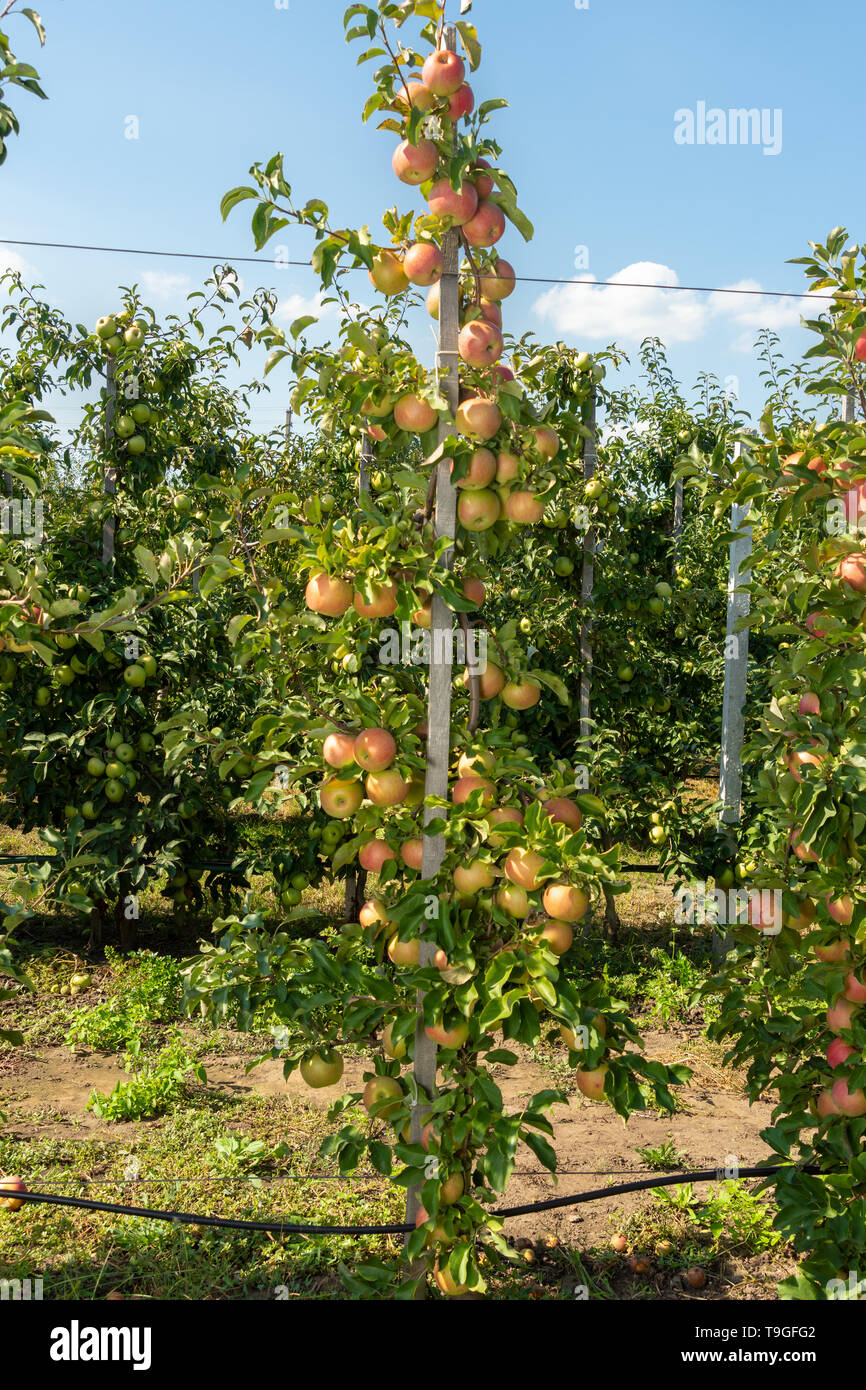 industrial apple orchard. The apple tree is tied up on trellis with ...