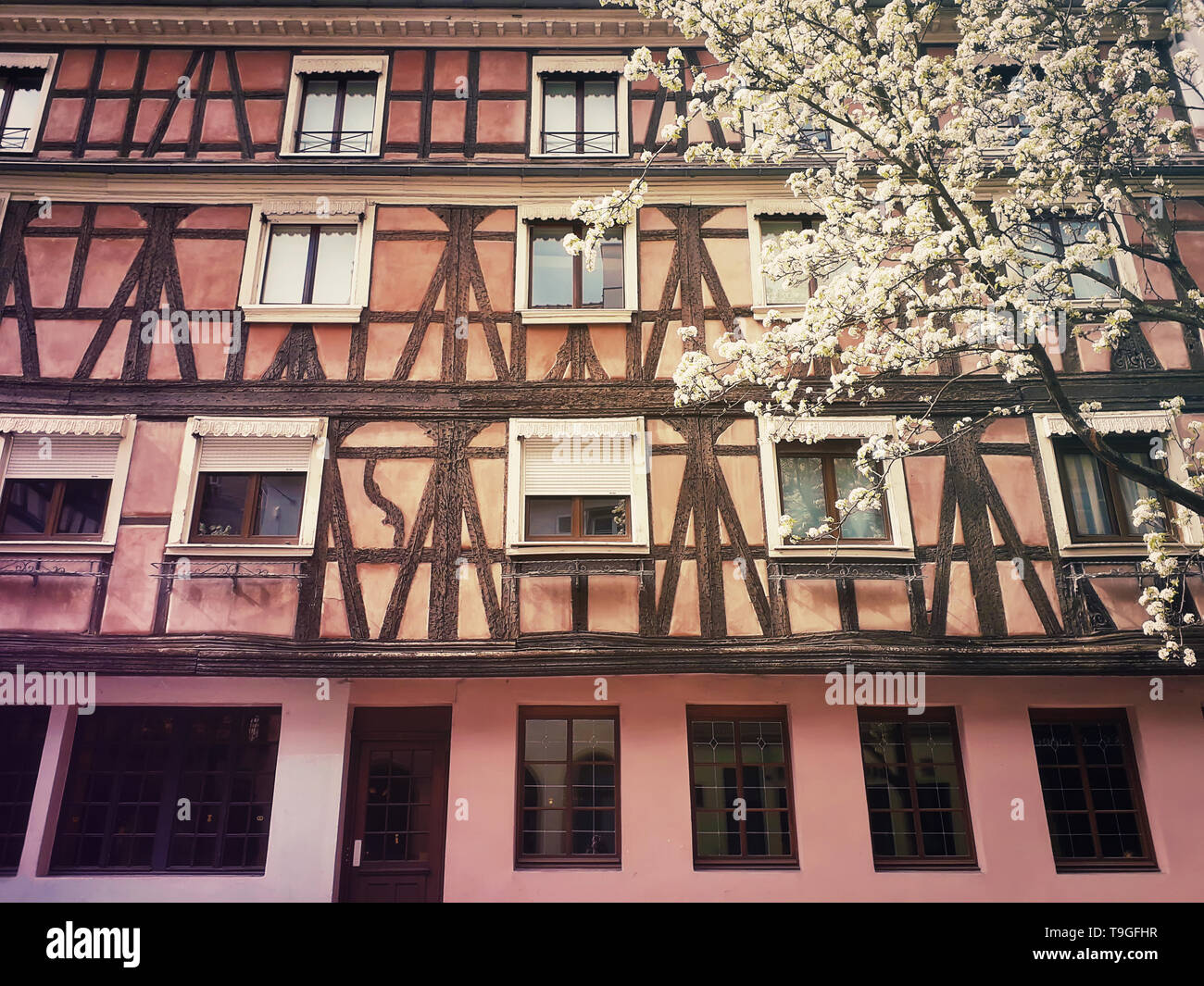 Colorful wooden building facadeand a blooming tree in Strasbourg city ...