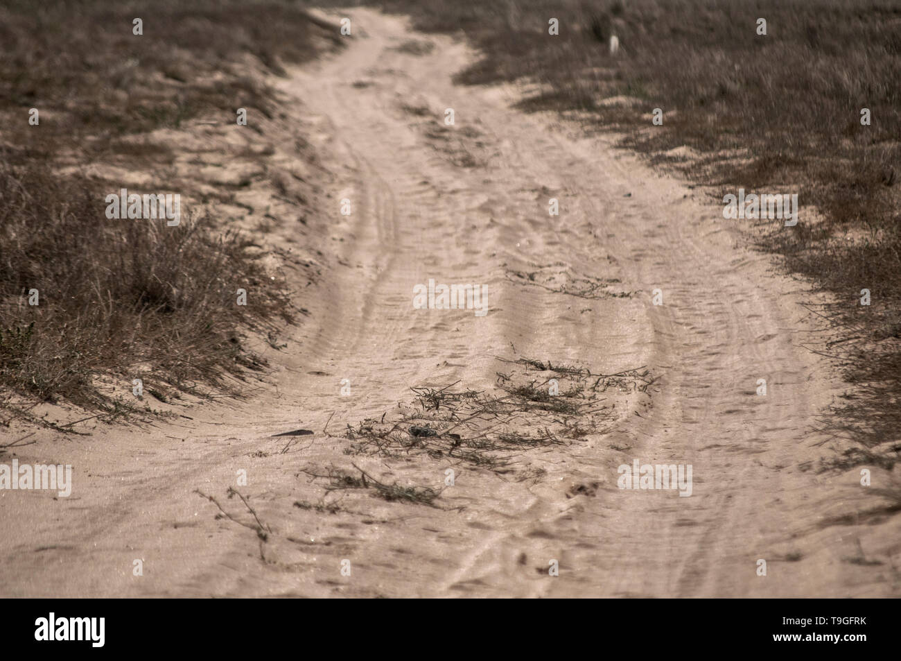 Countryside sandy road along sea beach dunes in summer day Stock Photo ...