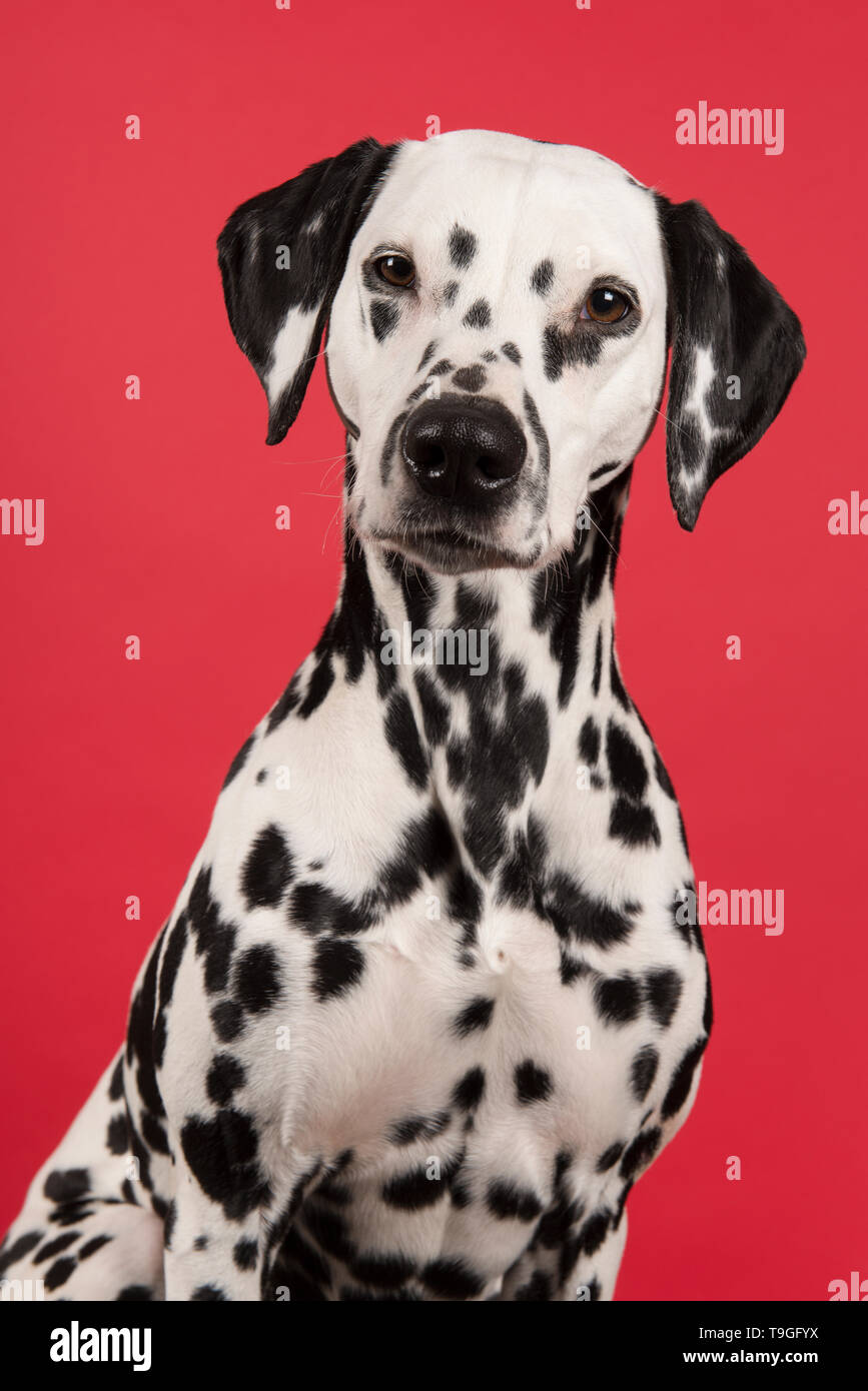 Portrait dog dalmatian side view hi-res stock photography and images ...