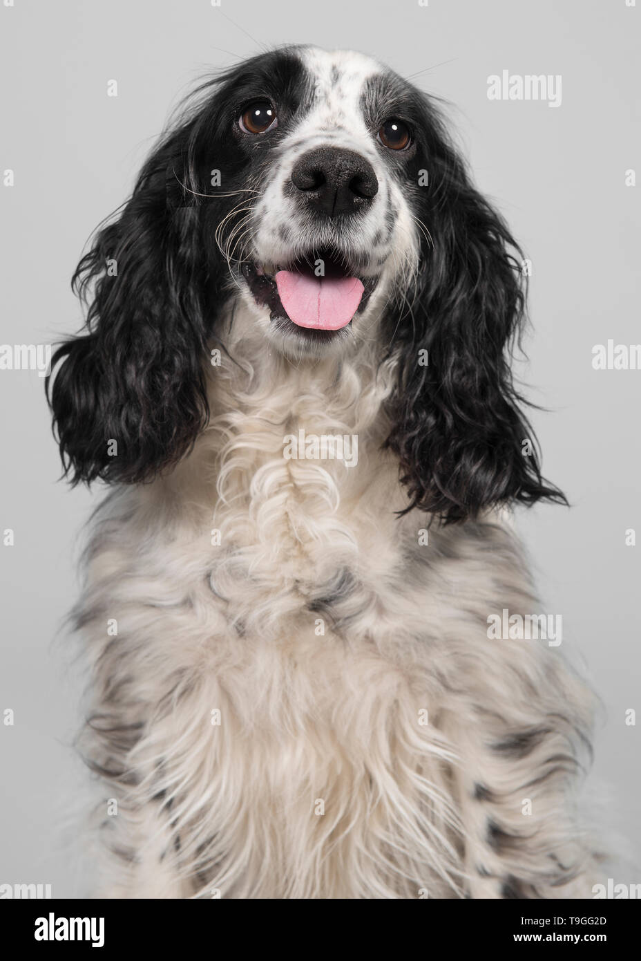 Cocker Spaniel Black And Grey