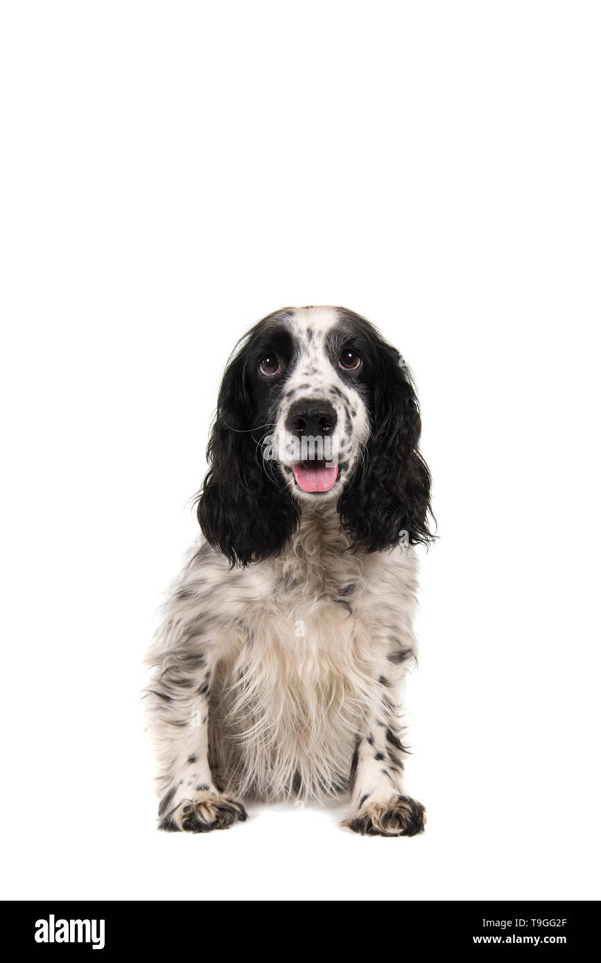 Sitting english cocker spaniel with mouth open seen from the front ...