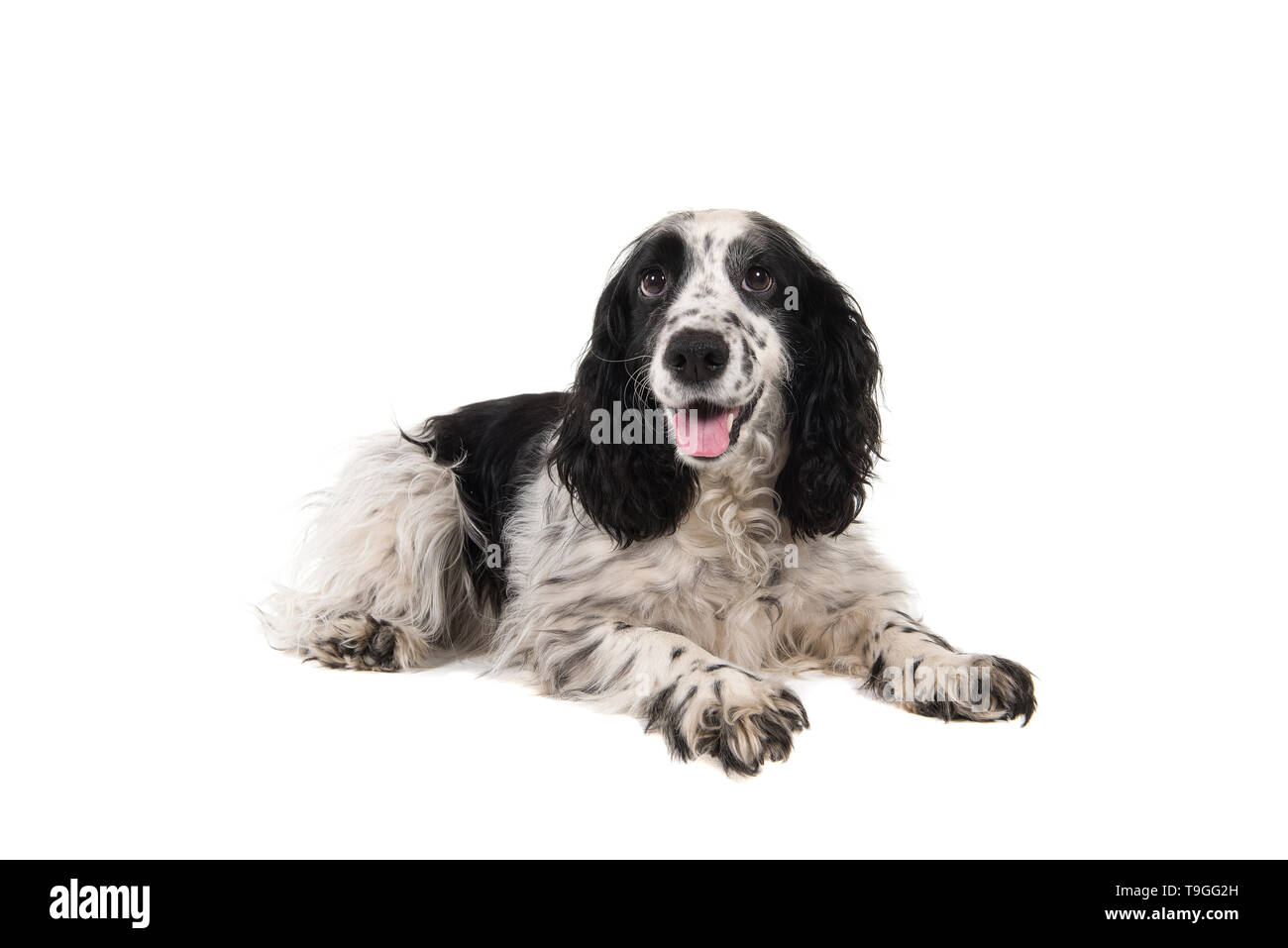 English cocker spaniel with mouth open seen from the side lying down ...
