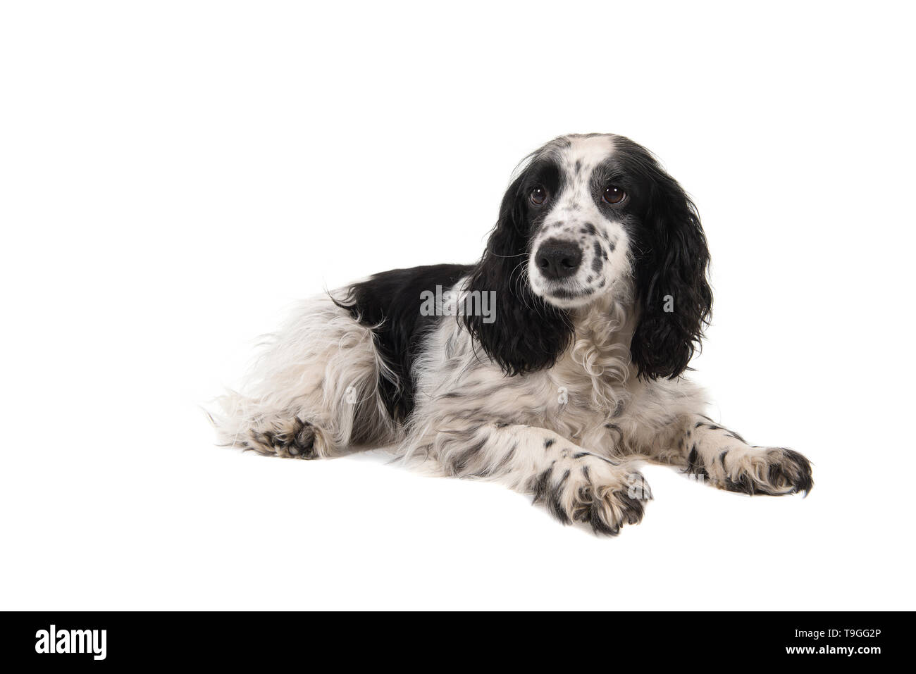 English cocker spaniel lying down isolated on a white background Stock ...