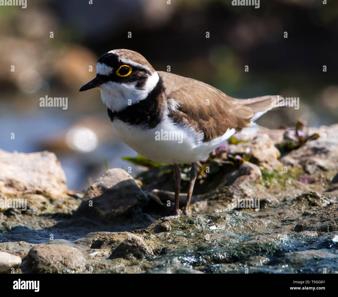 Little Ringed Plover in close Stock Photo - Alamy