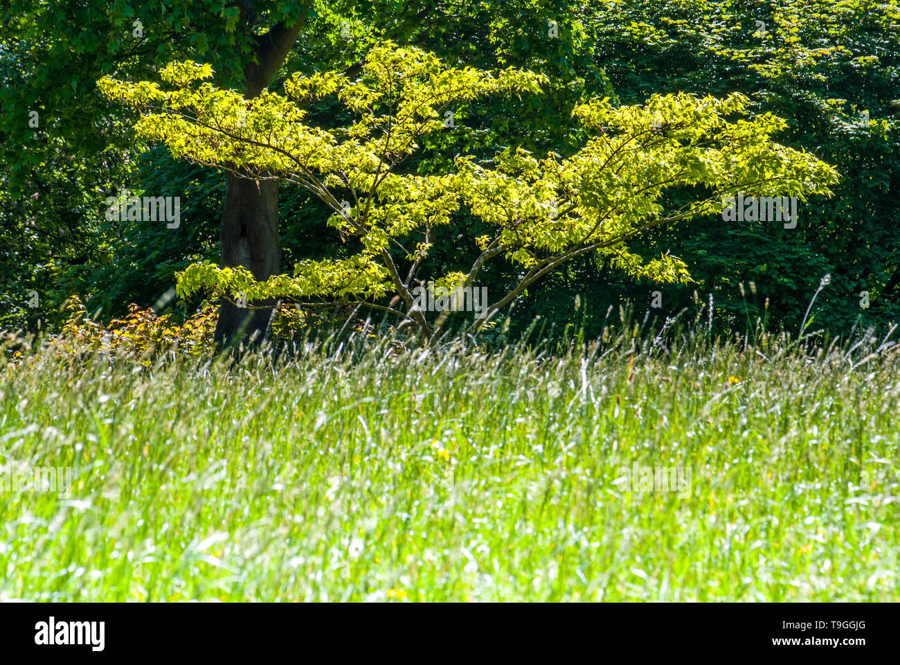 Trees that receive bright sunlight in the spring Suitable for making ...