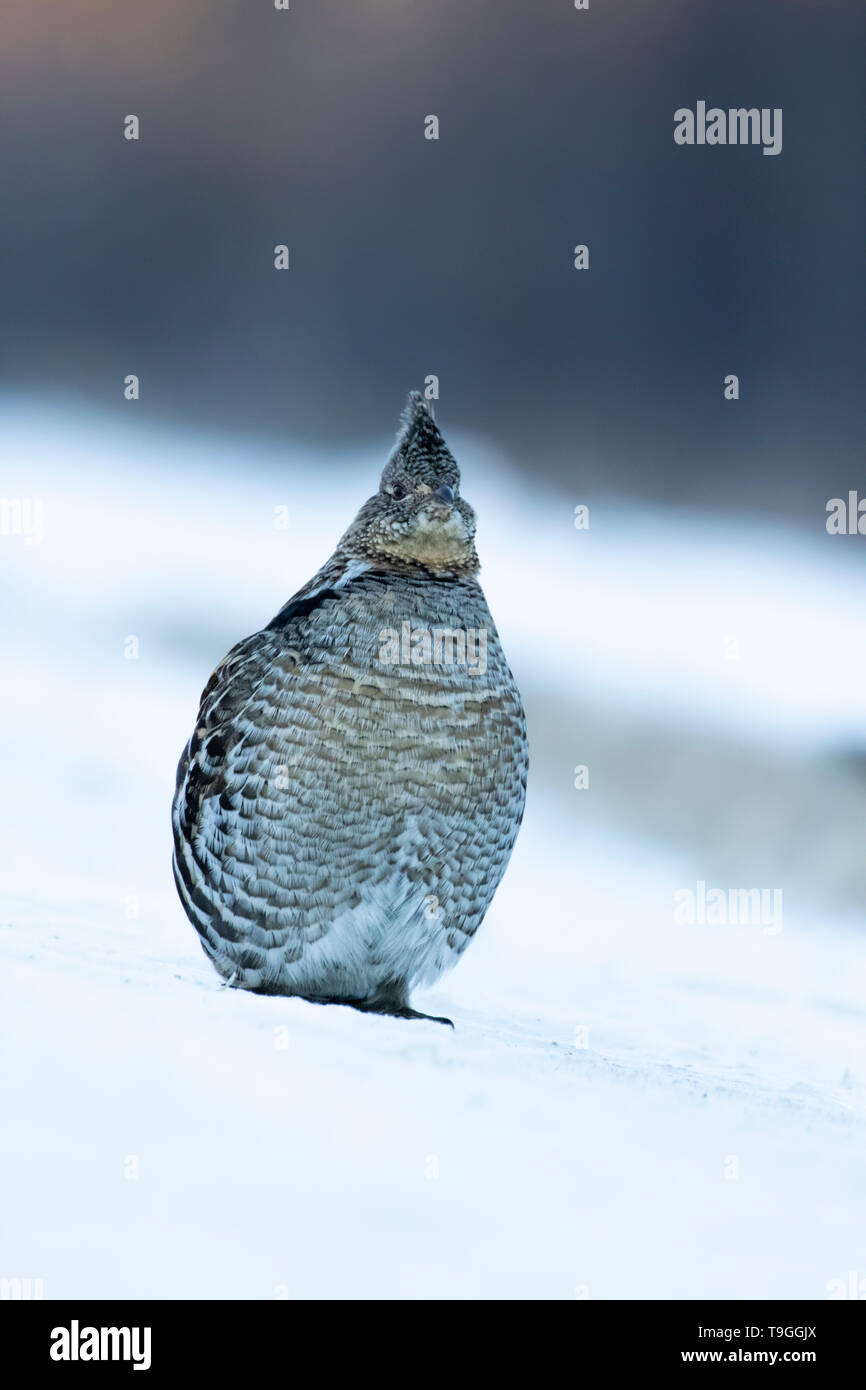 Ruffed grouse, Bonasa umbellus, crossing a road near Westlock, Alberta ...
