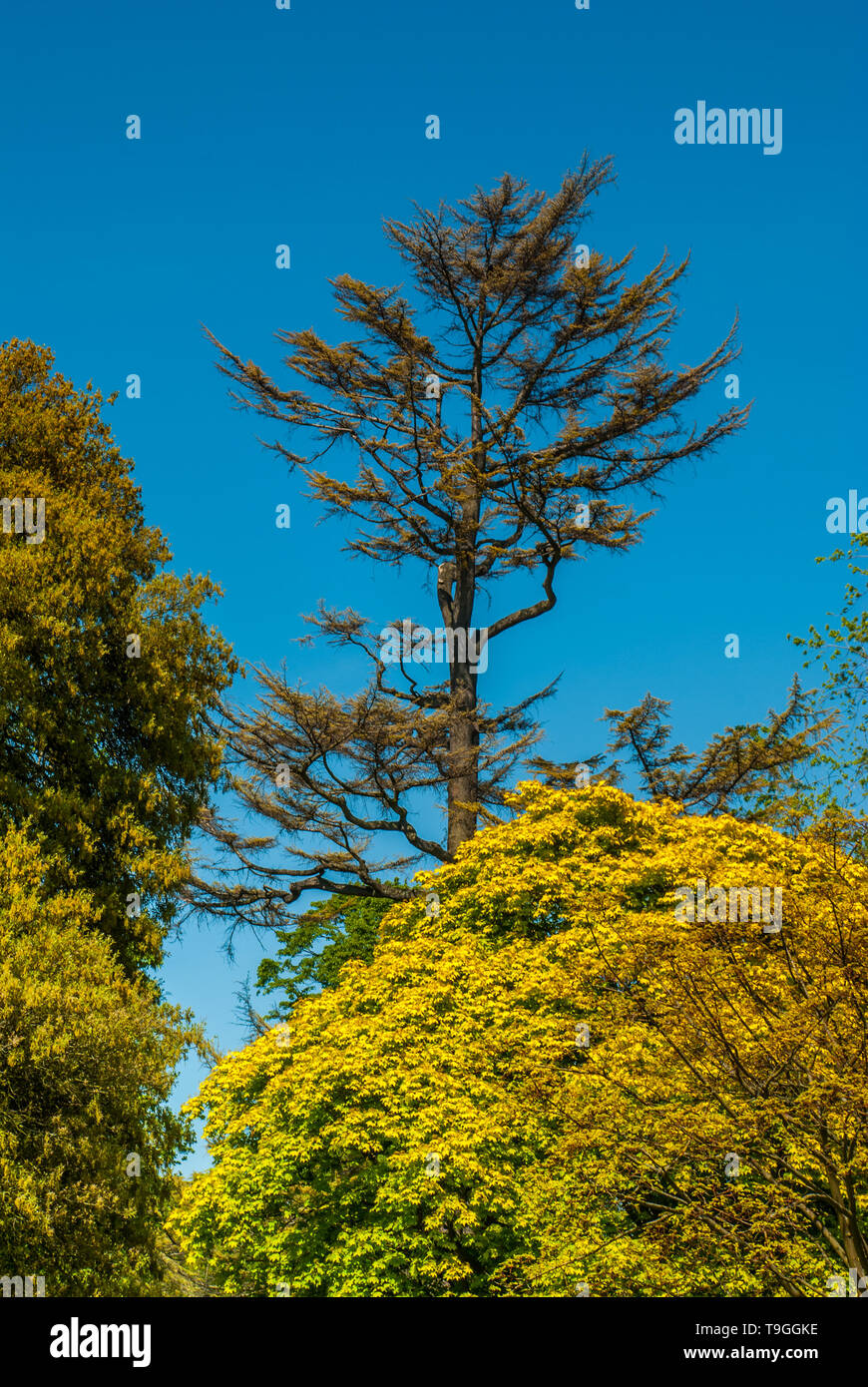 Trees that receive bright sunlight in the spring Suitable for making ...