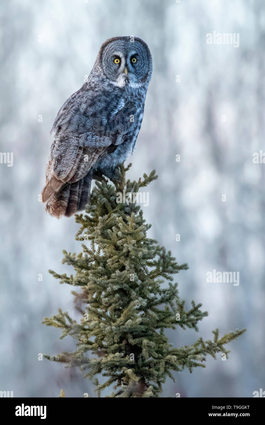 Great grey owl, Strix nebulosa, perching on white spruce near Westlock ...