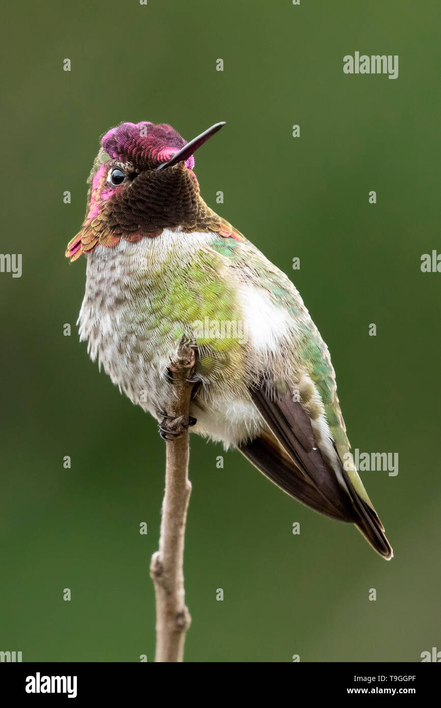 Hummingbird side view image hi-res stock photography and images - Alamy