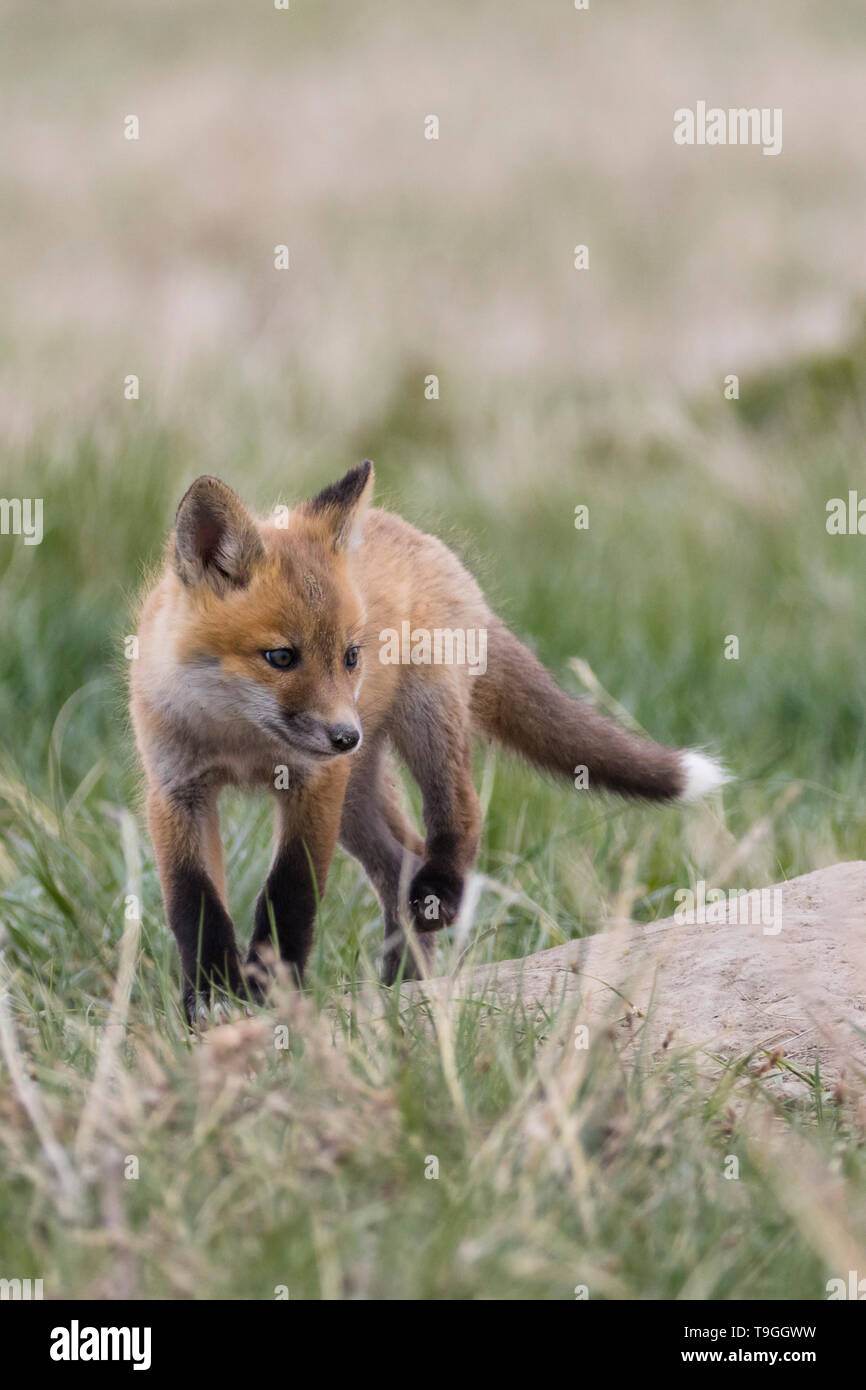 Red fox, Vulpes vulpes, kit near Fort MacLeod, Alberta, Canada Stock ...
