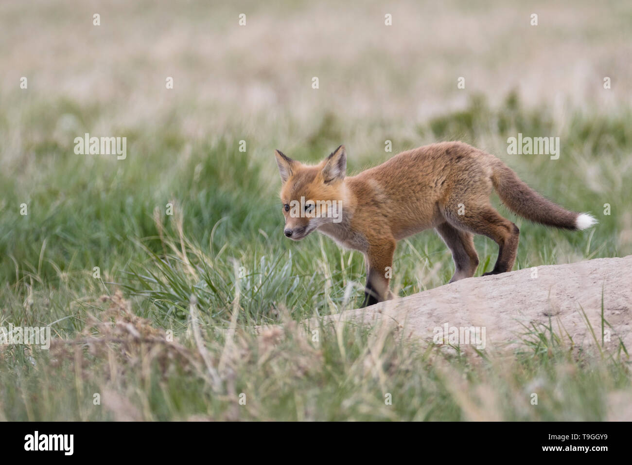 Red fox, Vulpes vulpes, kit near Fort MacLeod, Alberta, Canada Stock ...