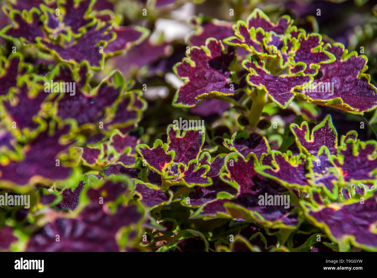 Solenostemon Westfield Coleus Plant Suitable for making background ...