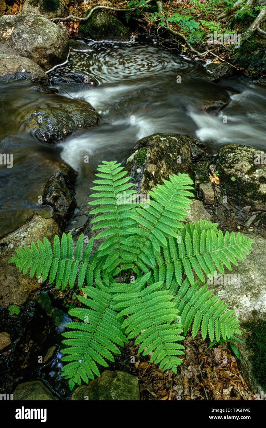 Osmonde de clayton hi-res stock photography and images - Alamy