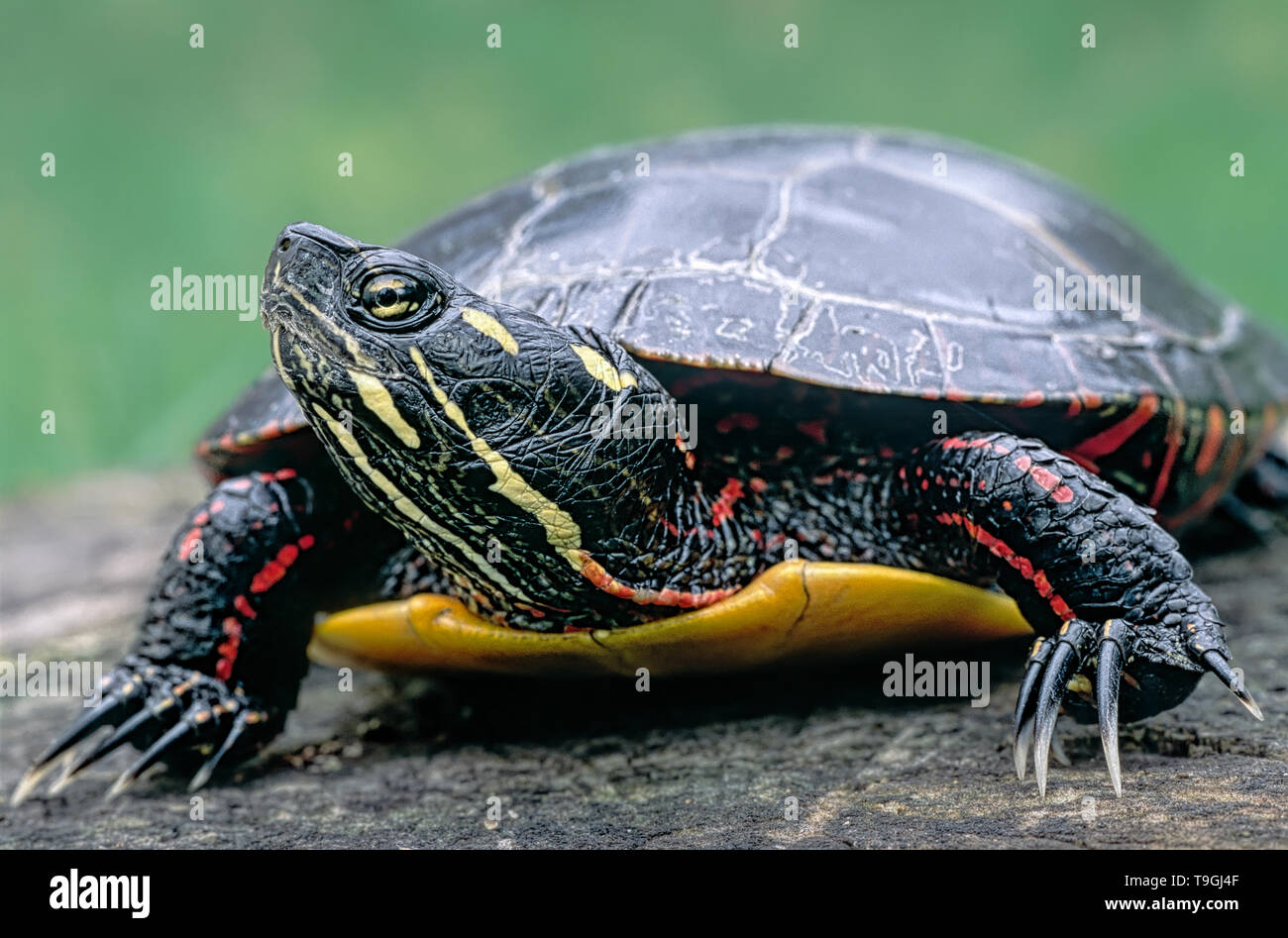 Painted Turtle, Chrysemys picta Stock Photo - Alamy
