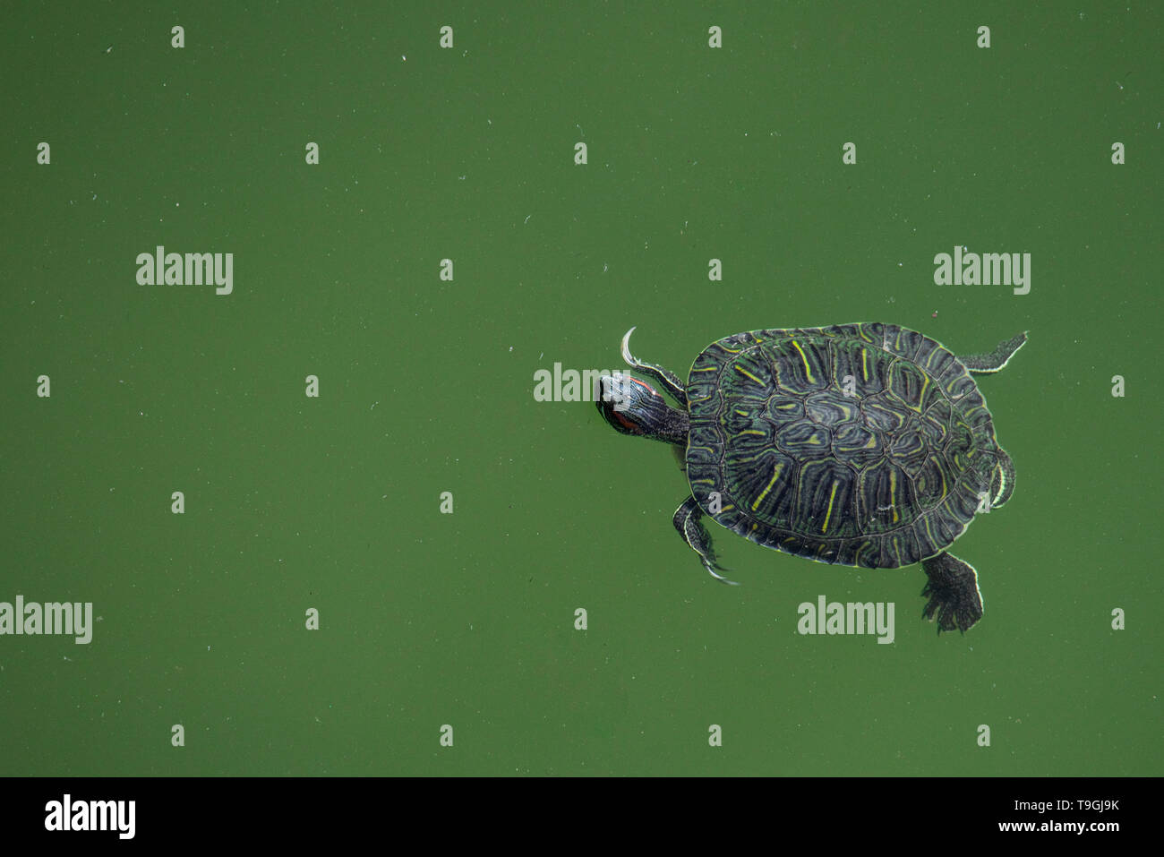 Aerial view of a single close up turtle against dark green water Stock ...