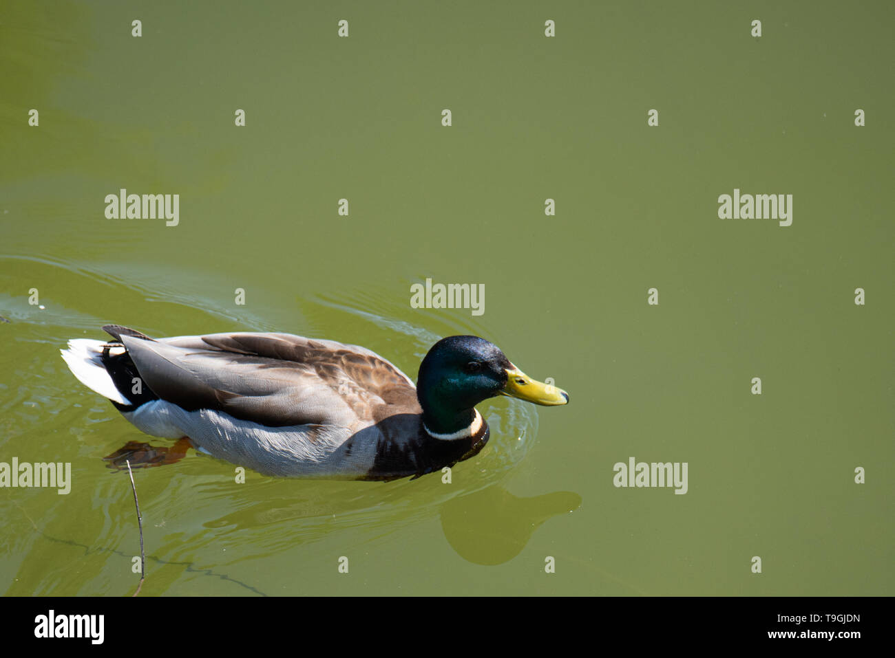 Aerial view of single duck swimming in the green water Stock Photo - Alamy