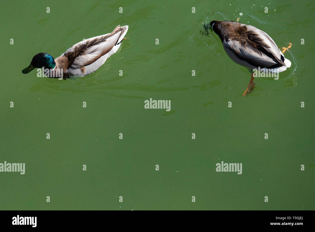 Duck Swimming Underwater