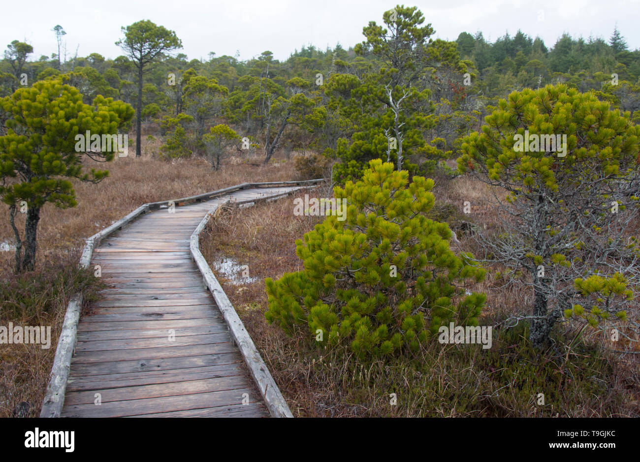 Shorepine bog trail hi-res stock photography and images - Alamy