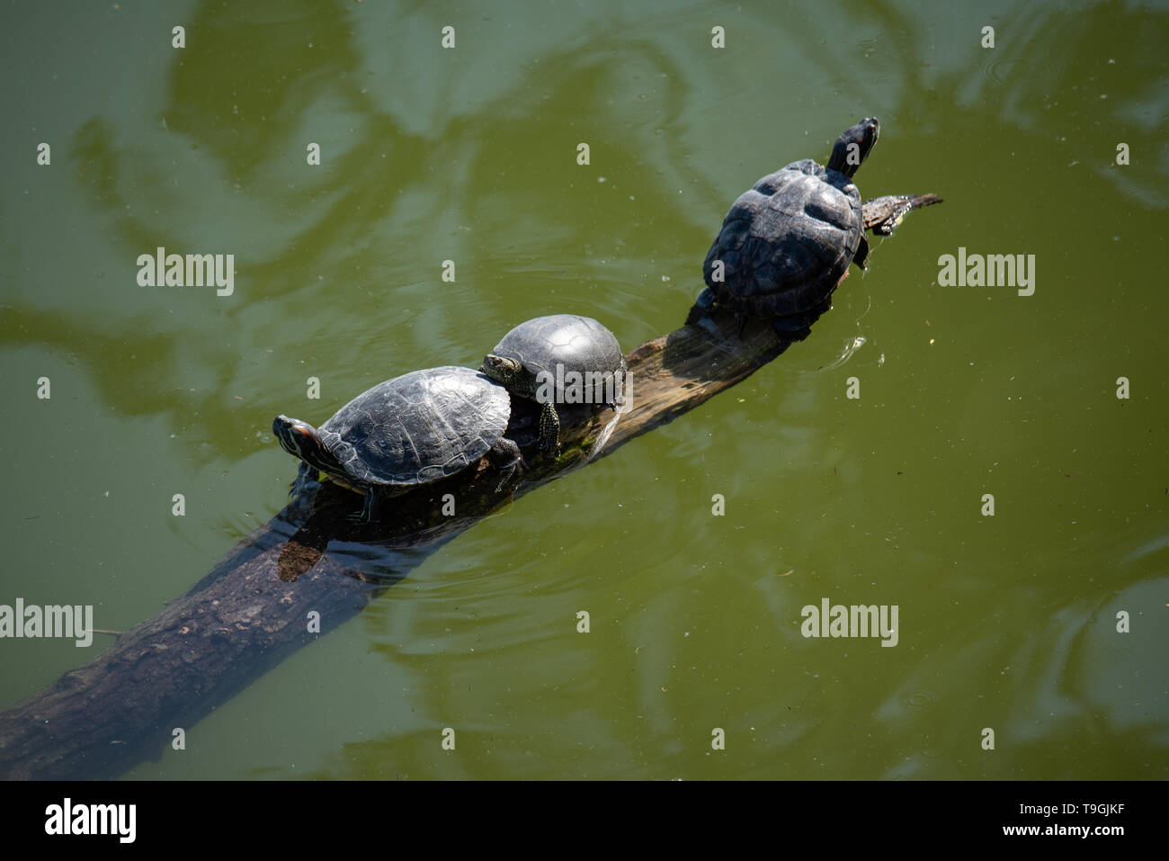 Aerial view of multiple turtles resting on a tree branch in the middle ...