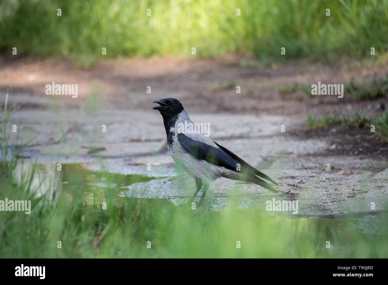 Crow wing dark hi-res stock photography and images - Alamy