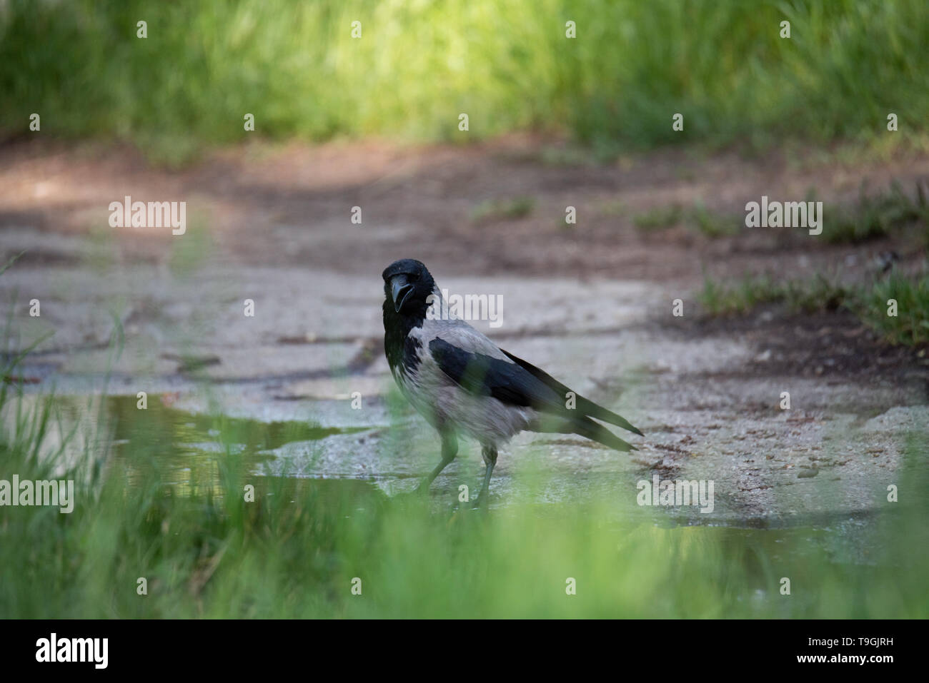 Gray crow stands on the ground in the park hiding between the grass ...