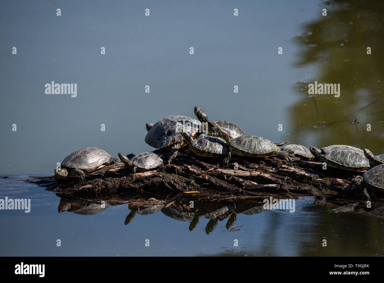 Aerial view of multiple turtles resting on a tree branch in the middle ...