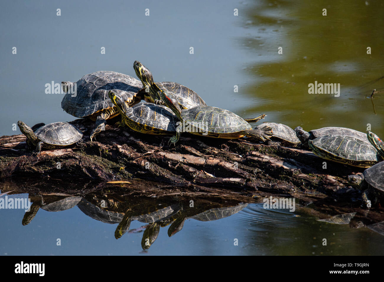 Aerial view of multiple turtles resting on a tree branch in the middle ...