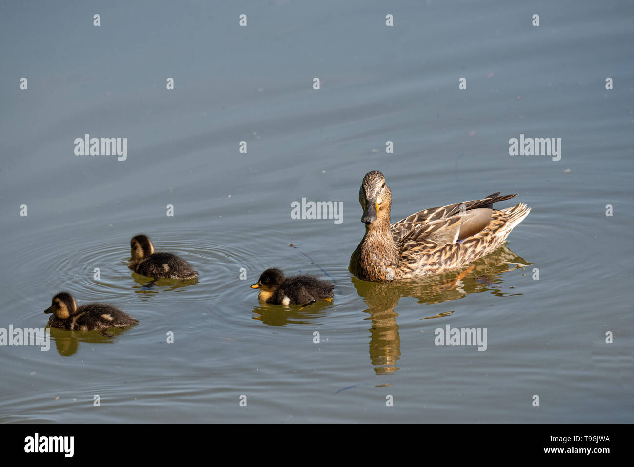 Ducklings following mother hi-res stock photography and images - Alamy