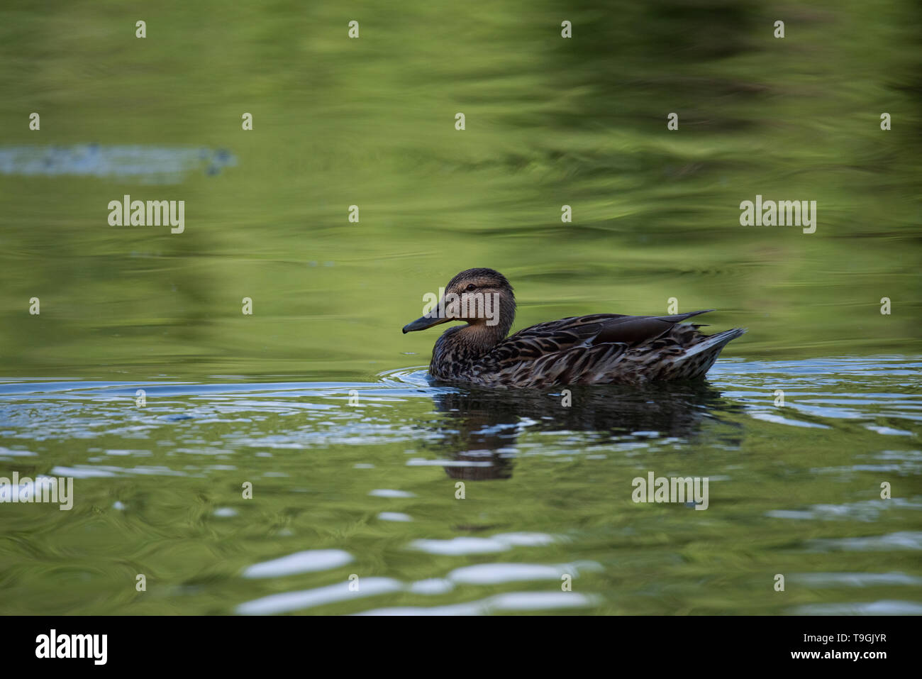 Duck swimming hi-res stock photography and images - Alamy