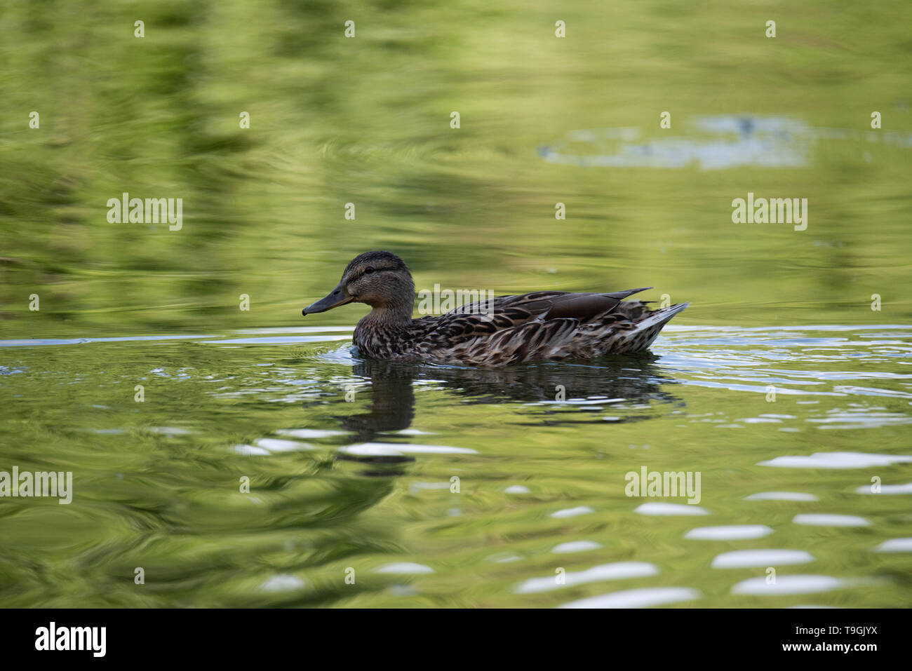 single duck swimming in the green water Stock Photo - Alamy