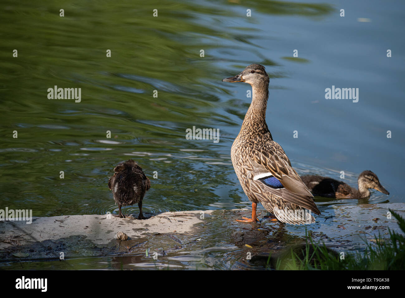 Portrait of female duck with its ducklings by the water Stock Photo - Alamy