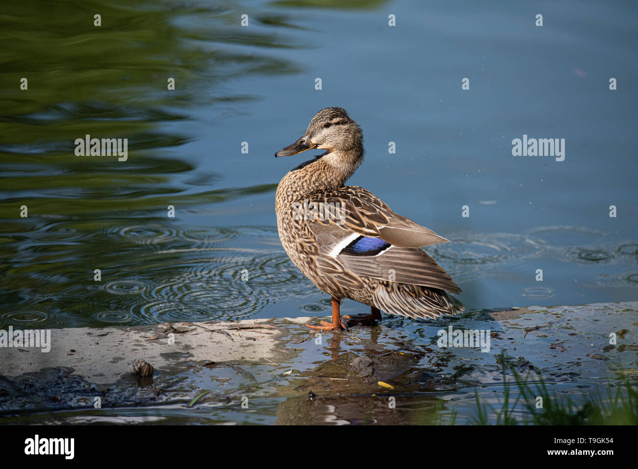 Portrait of a single female duck sitting by the water Stock Photo - Alamy