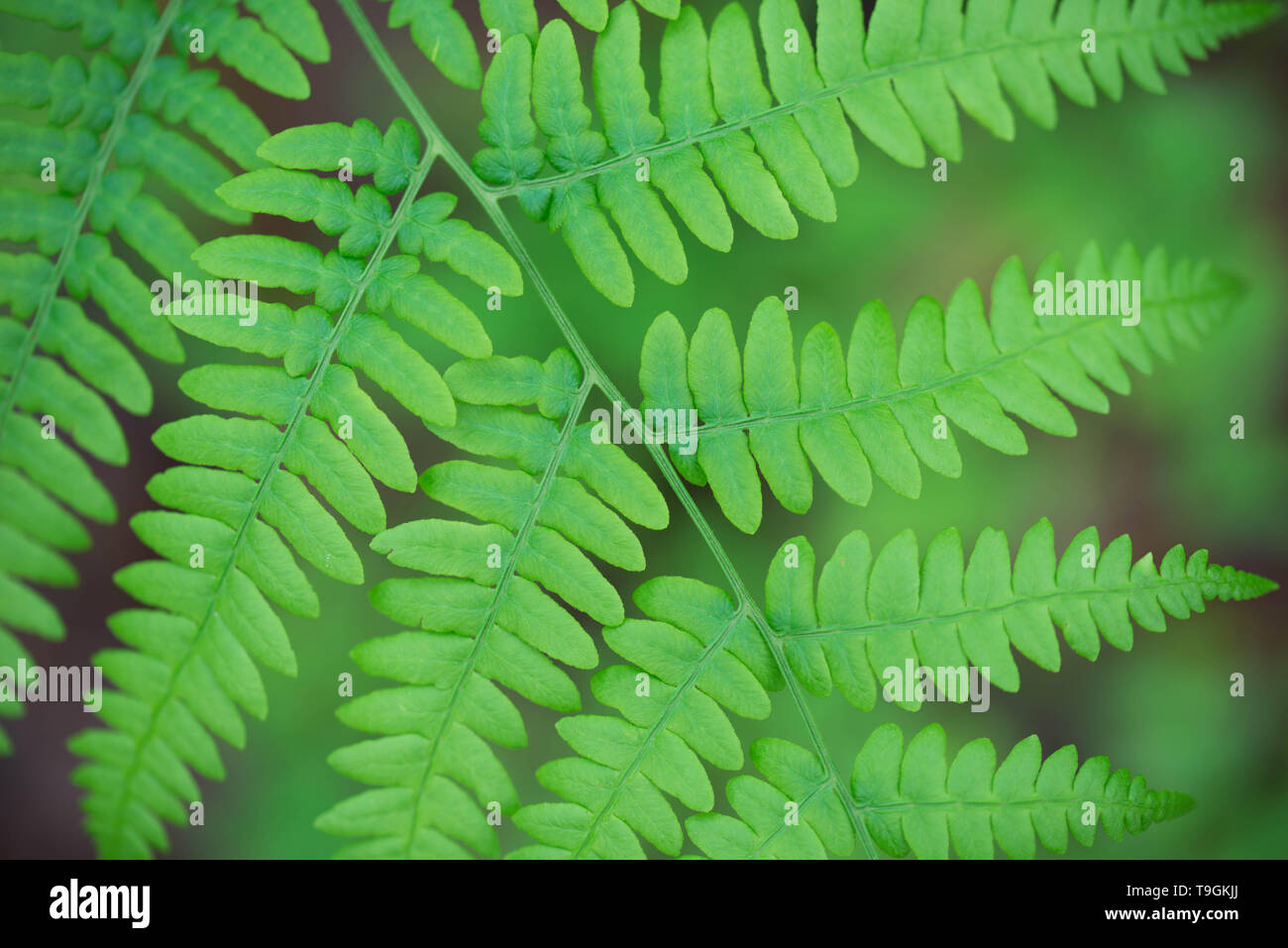 Green bracken leaves hi-res stock photography and images - Alamy