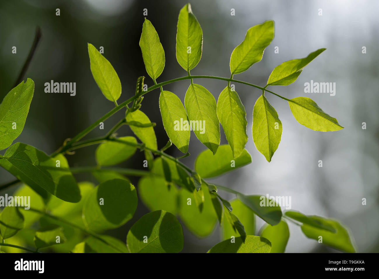 Robinia pseudoacacia, black locust leaves closeup backlit Stock Photo ...