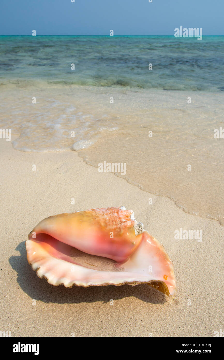 Conch shell on beach, Ranguana Cay, Belize Stock Photo - Alamy