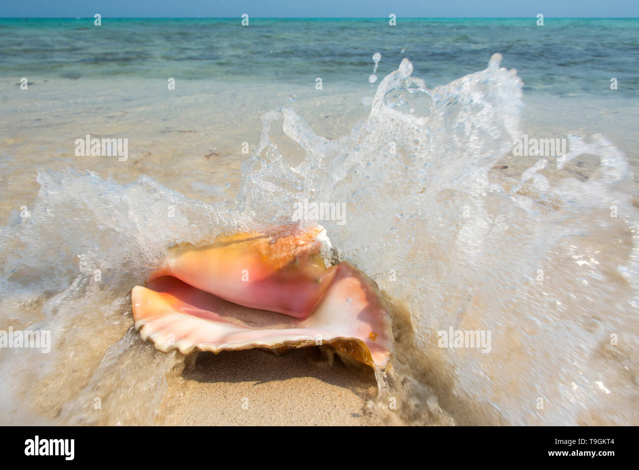 Conch shell on beach, Ranguana Cay, Belize Stock Photo - Alamy