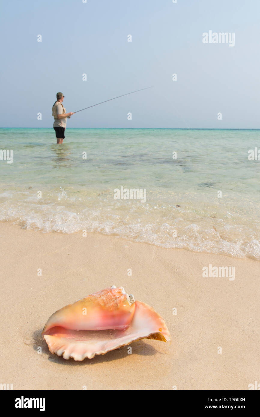 Conch shell on beach, Ranguana Cay, Belize Stock Photo - Alamy