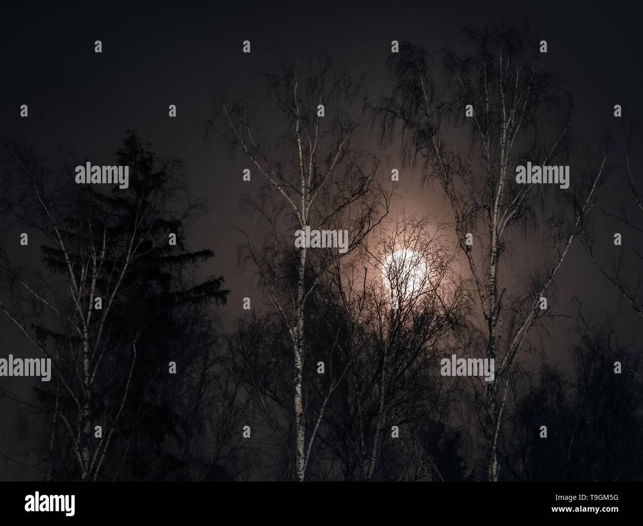 Dark Night Tree Full Moon Stock Photos & Dark Night Tree Full Moon ...