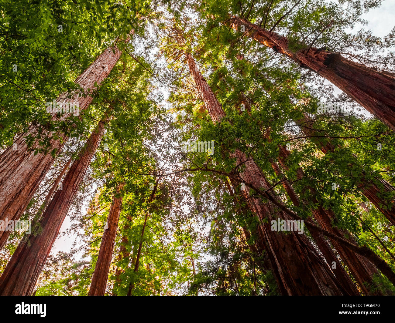 Trees Looking Up Leaves High Resolution Stock Photography and Images ...