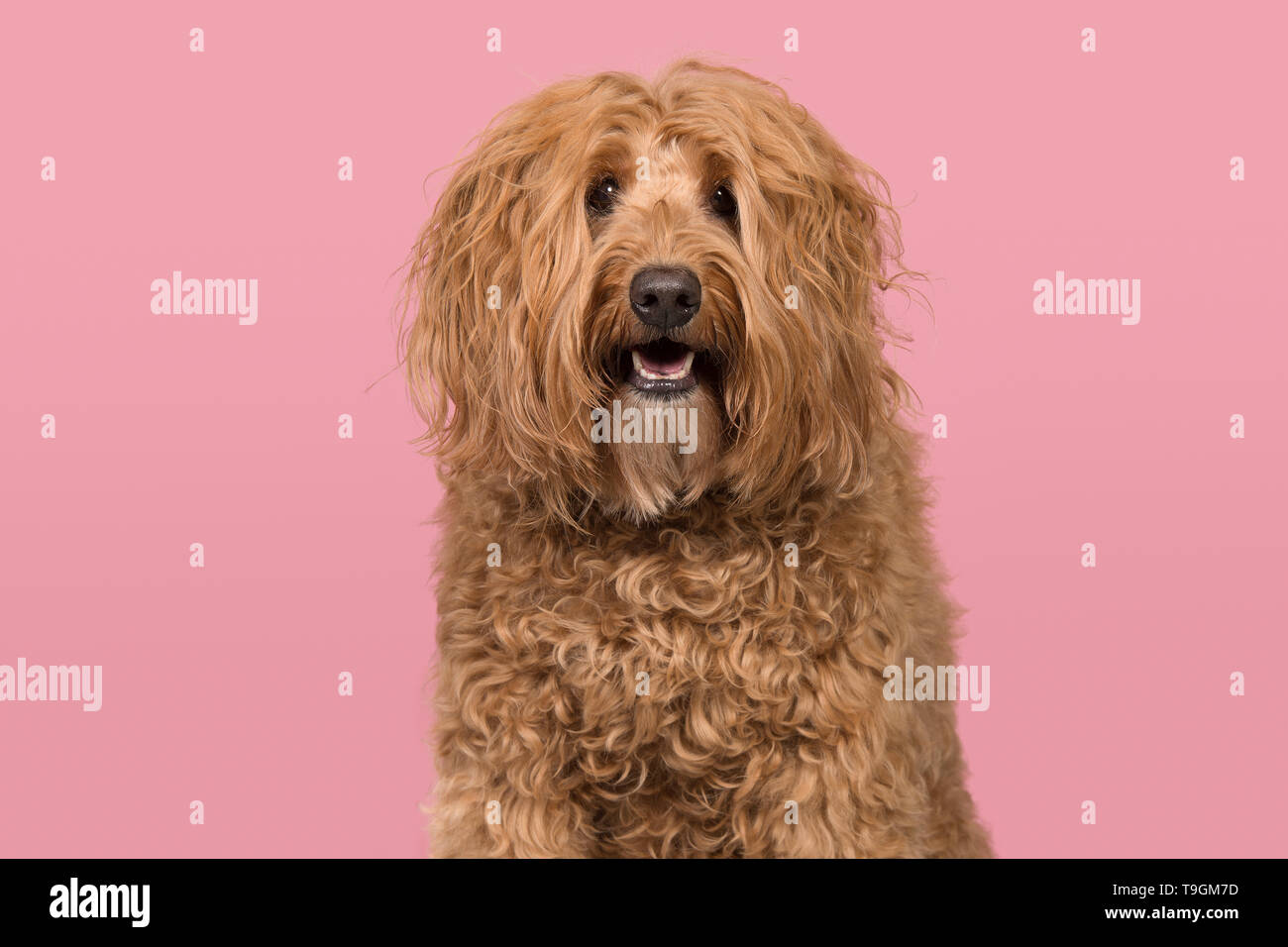 Portrait of a labradoodle looking at the camera on a pink background ...