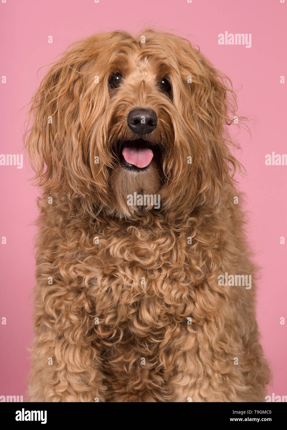 Portrait of a labradoodle glancing away on a pink background with mouth ...